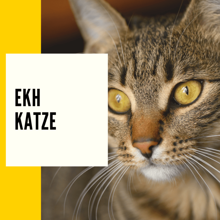 EKH-Katze: Portrait und Haltung der Europäisch Kurzhaar!