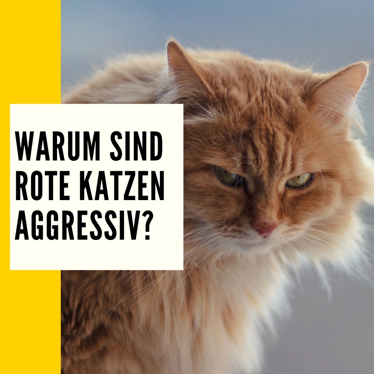 Rote Katzen: Rasseportrait, Charakter, Pflege & Ratgeber