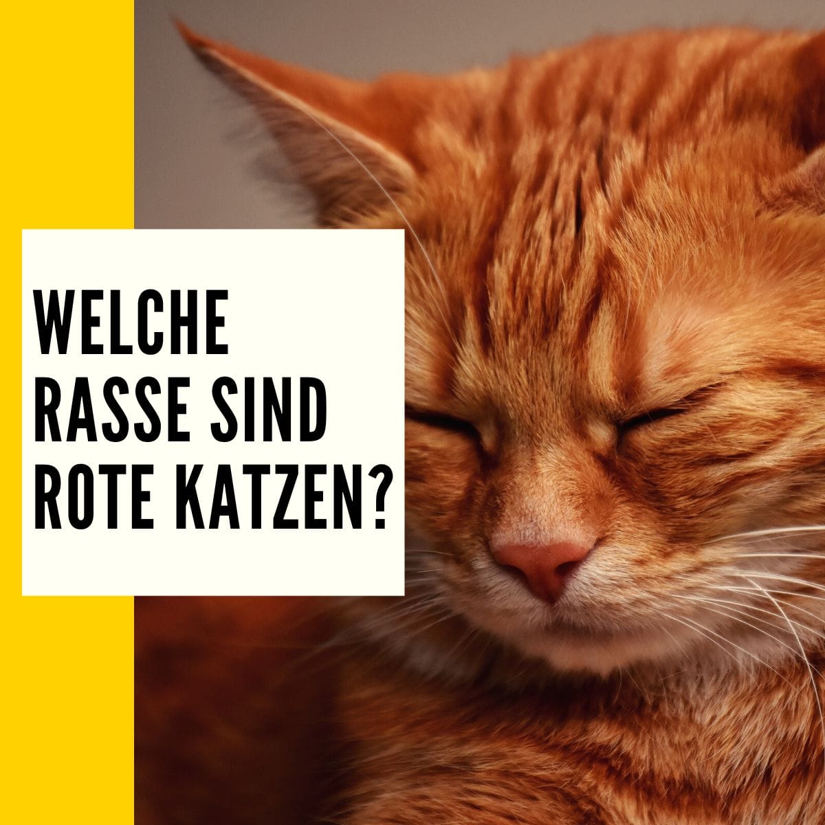 Rote Katzen: Rasseportrait, Charakter, Pflege & Ratgeber