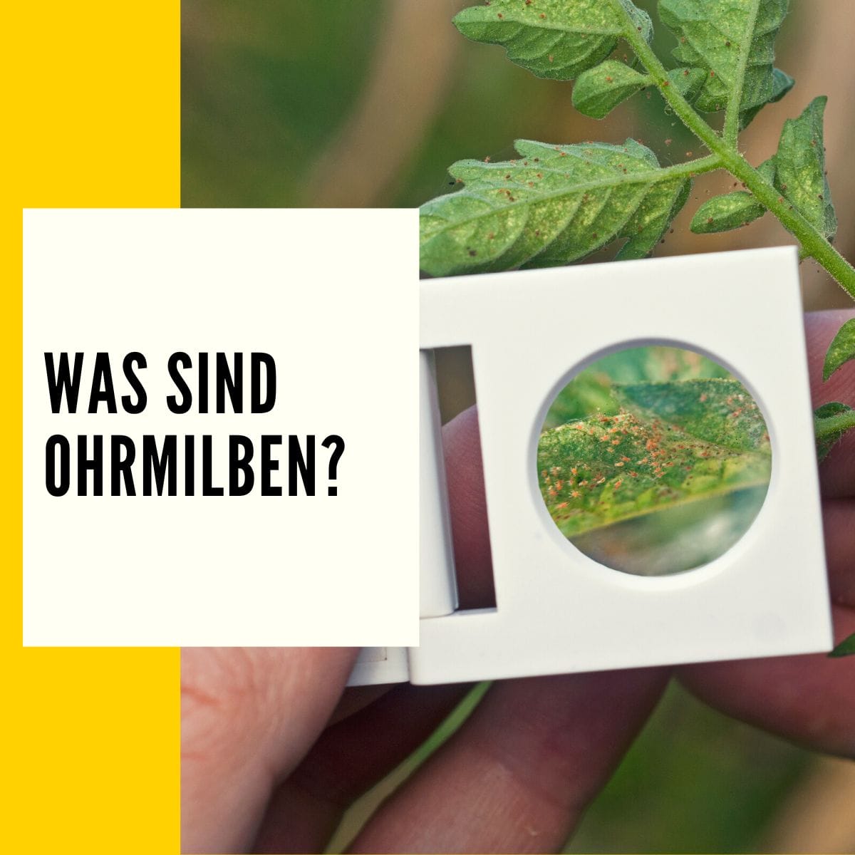 Ohrmilben bei Katzen: Symptome, Behandlung & Tipps!