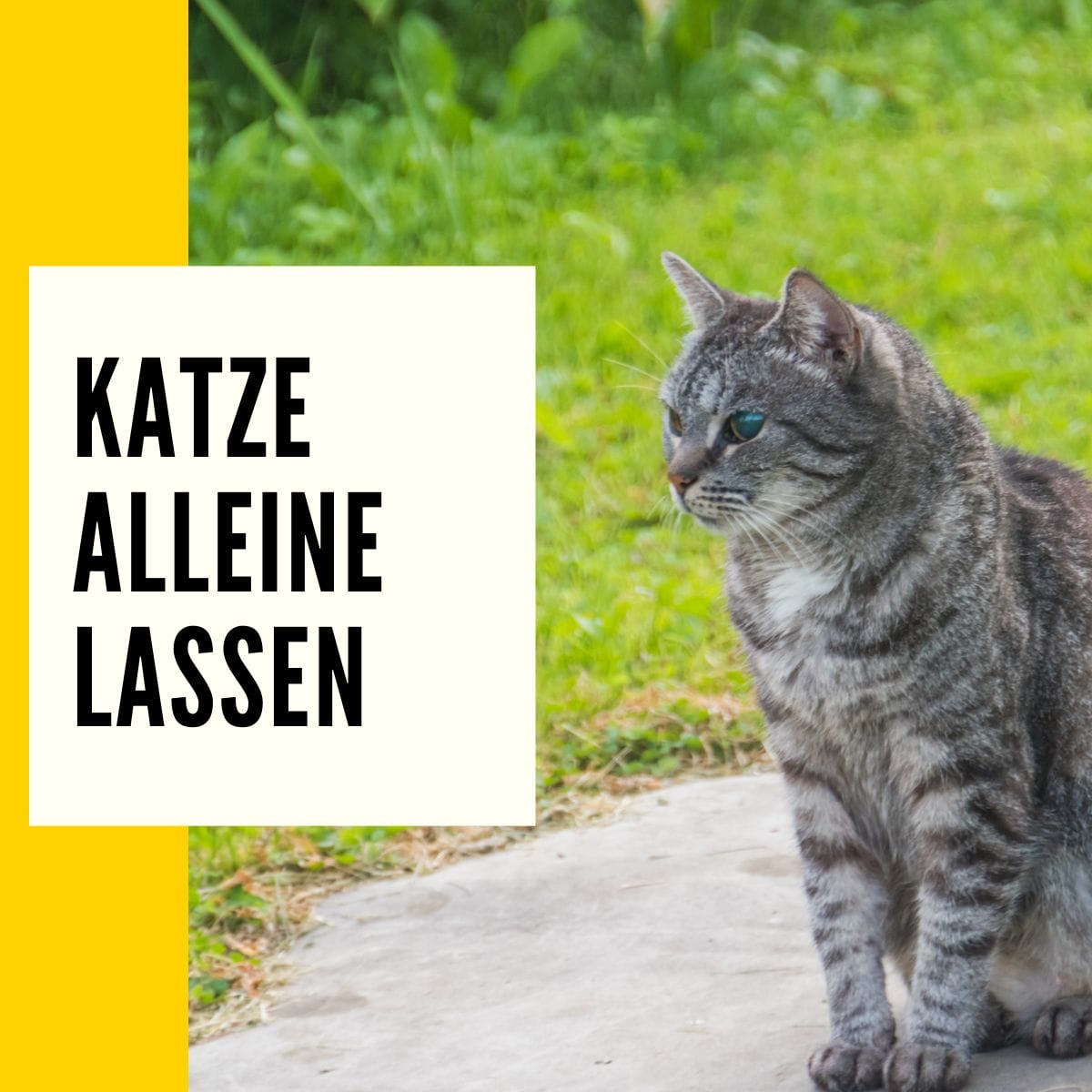 Katze alleine lassen: Verhaltensänderung, Folgen & Ratgeber!