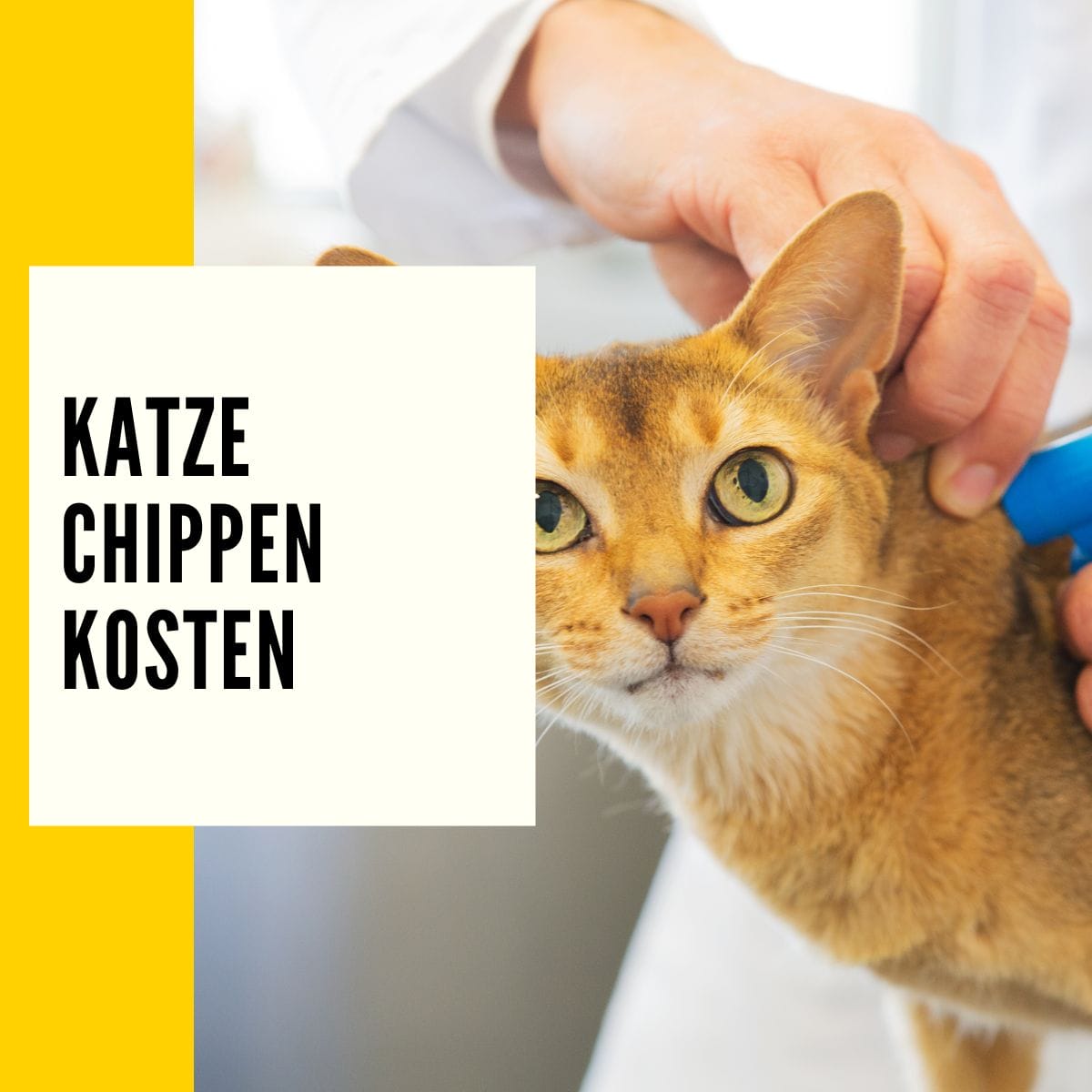 Katze chippen Kosten: Vorteile, Kosten & Ratgeber!