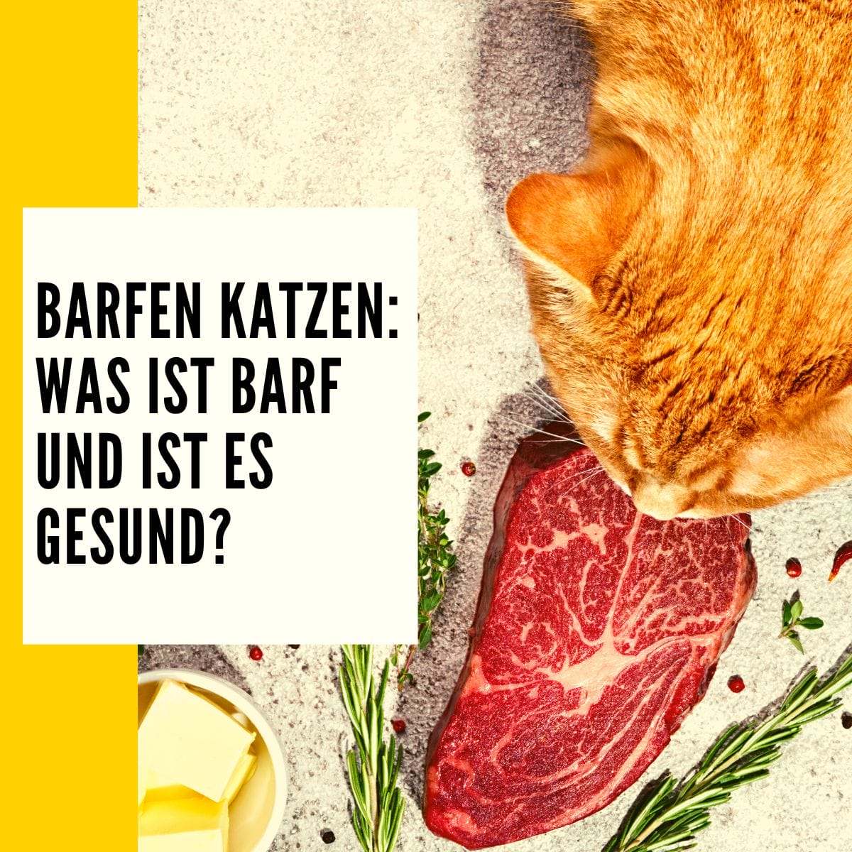 Barfen Katze: Was ist BARF und wie gesund ist es?