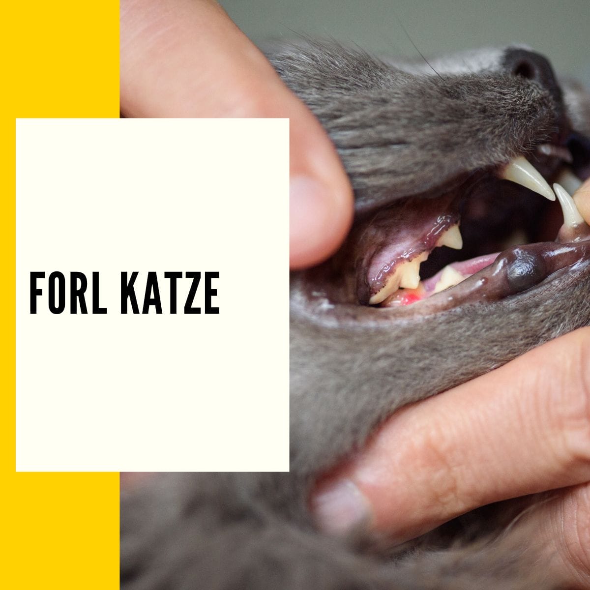 FORL Katze: Ursachen, Symptome und Behandlung