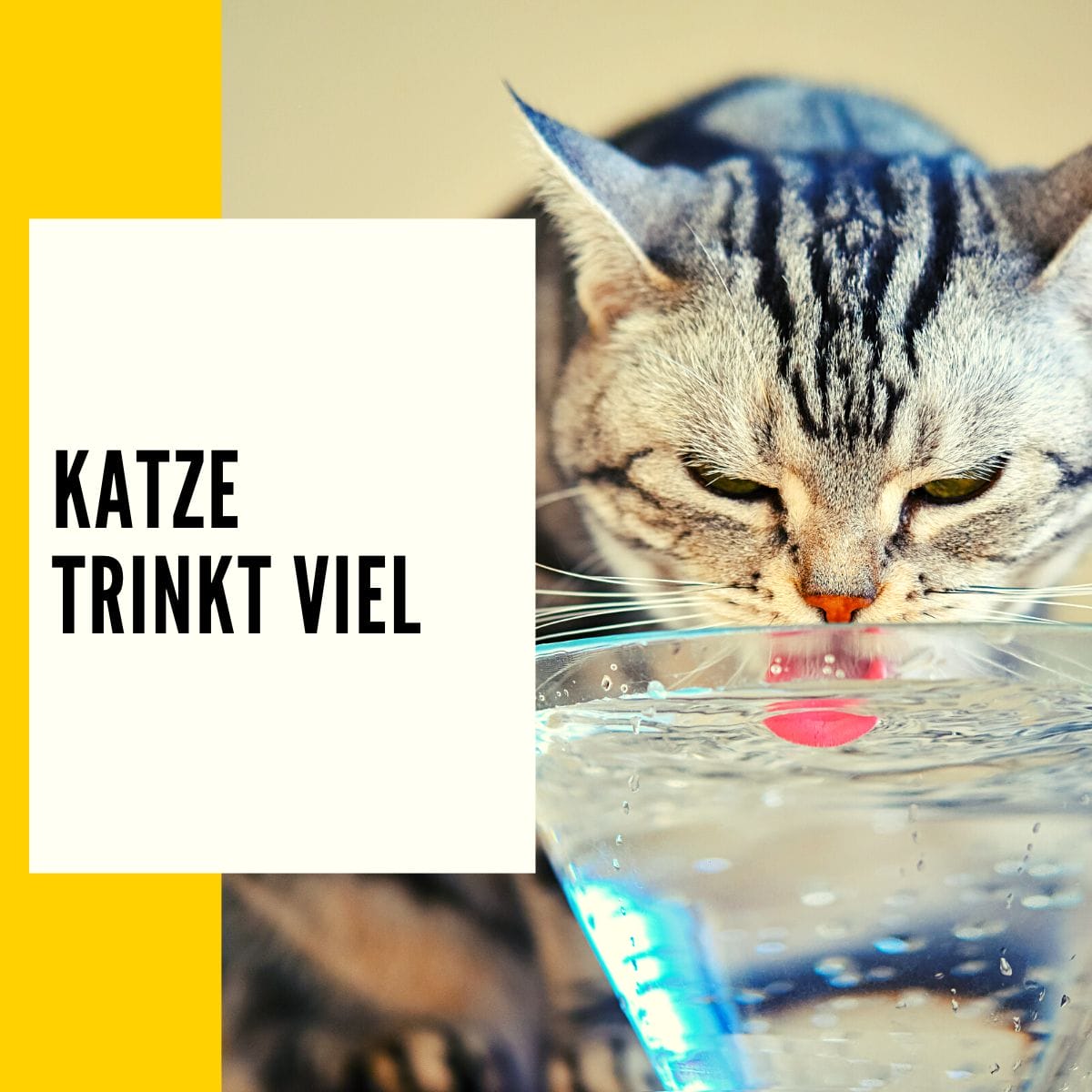 Katze trinkt viel: Ursachen und Lösungen • NotfallKatzen