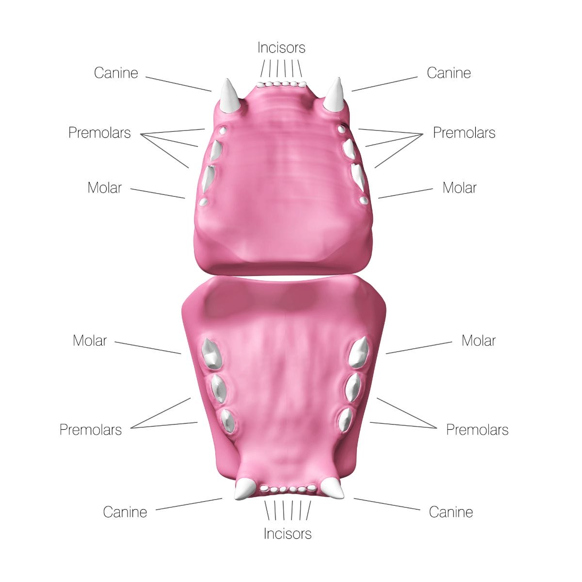 Gebiss Katze: Aufbau, Pflege & Gesundheit