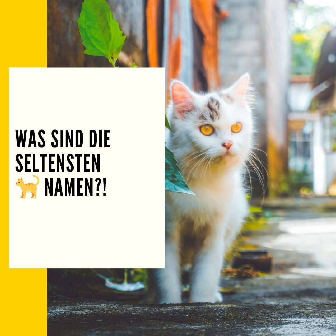 Katzennamen: +119 beliebte Katzennamen für Katzen & Kater
